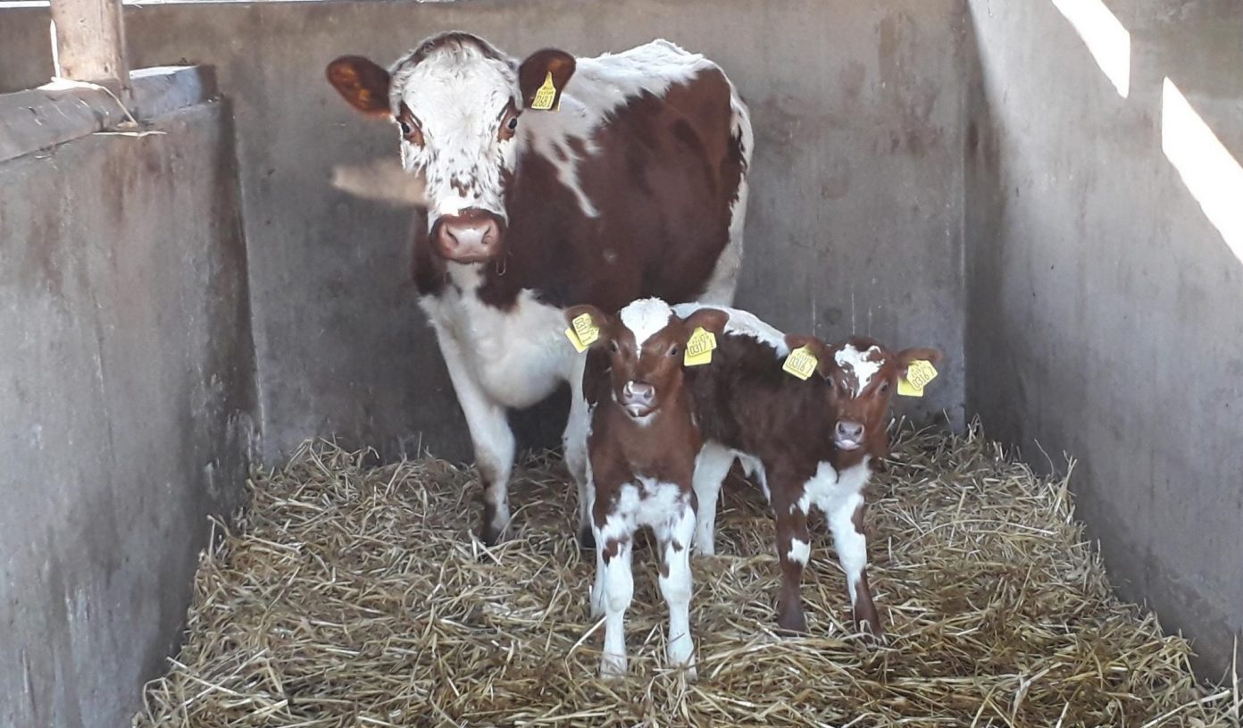 We want you to name our Christmas Calves! - Armagh City, Banbridge and ...
